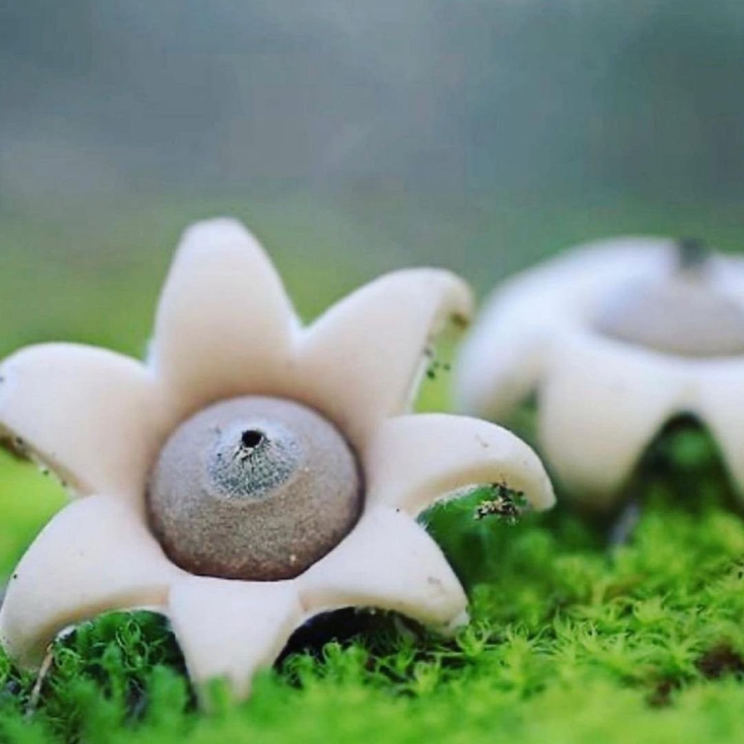 Malama Mushrooms Review: Elevate Your Health and Wellness with ...