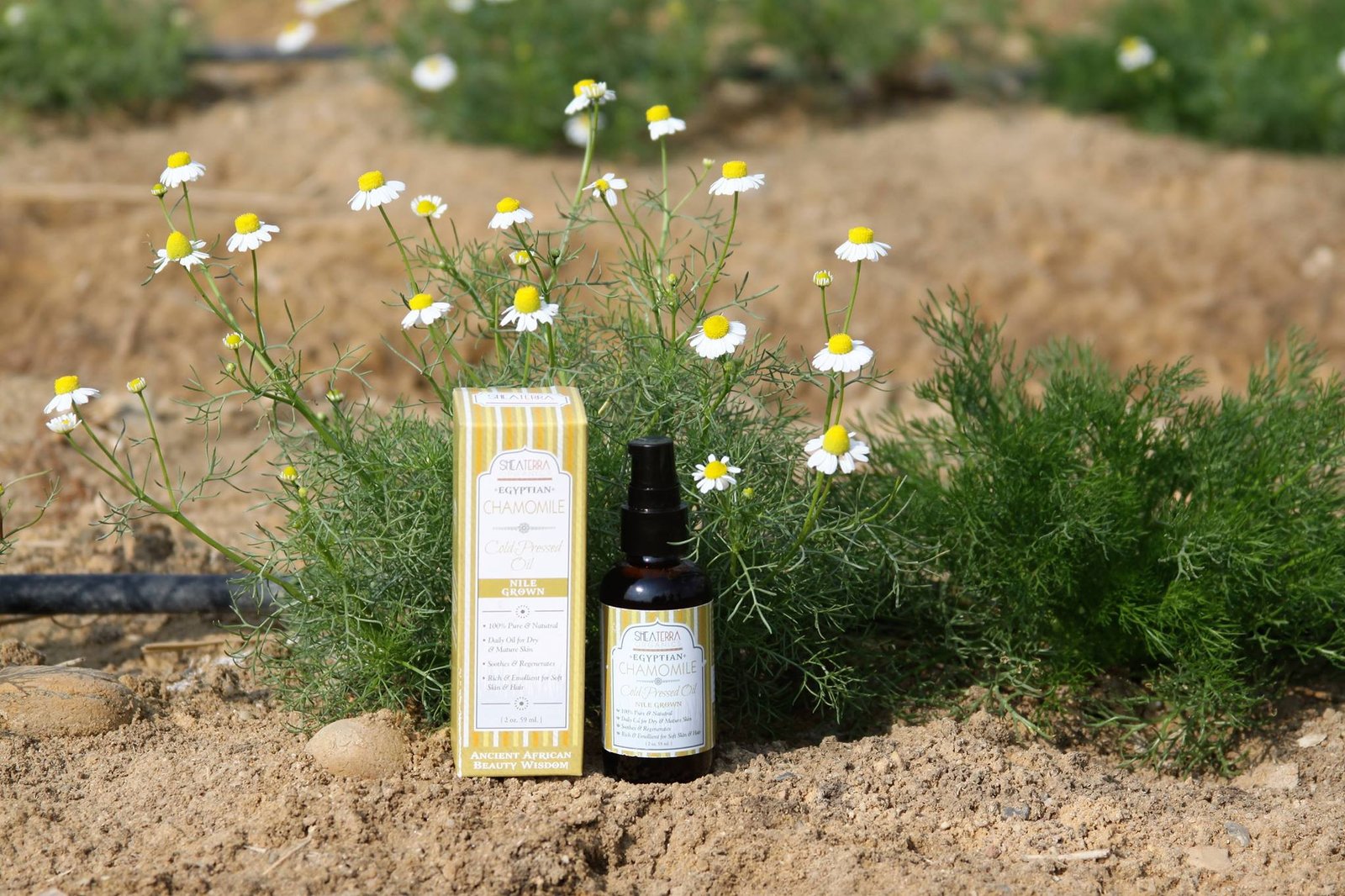 Is Shea Terra a Good Brand? A Detailed Review of the Natural Skincare ...